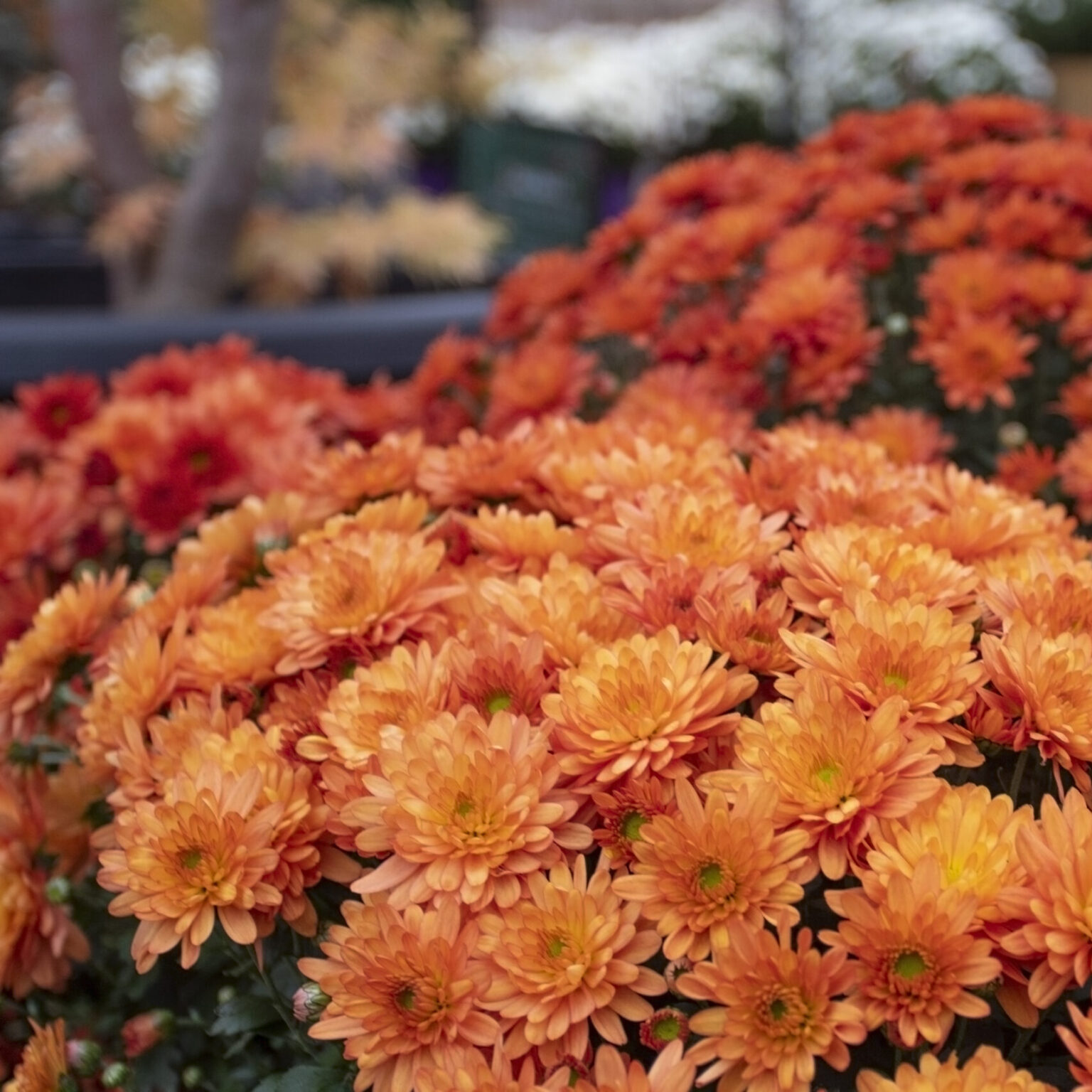 Gardens - Barton Grange Garden Centre - Premium Seasonal Plants