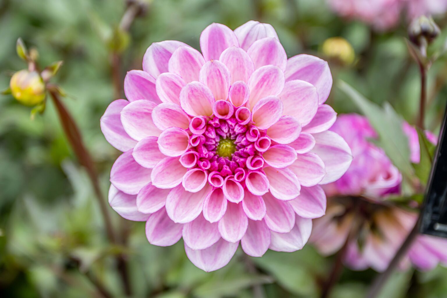 Gardens - Barton Grange Garden Centre - Premium Seasonal Plants