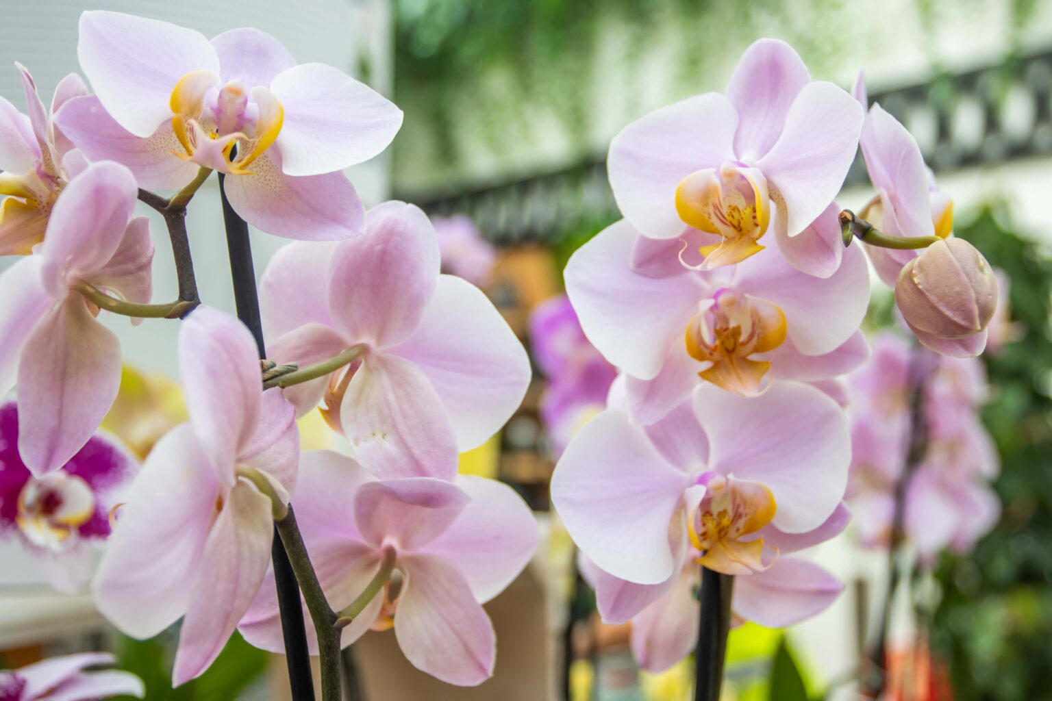 Gardens - Barton Grange Garden Centre - Premium Seasonal Plants