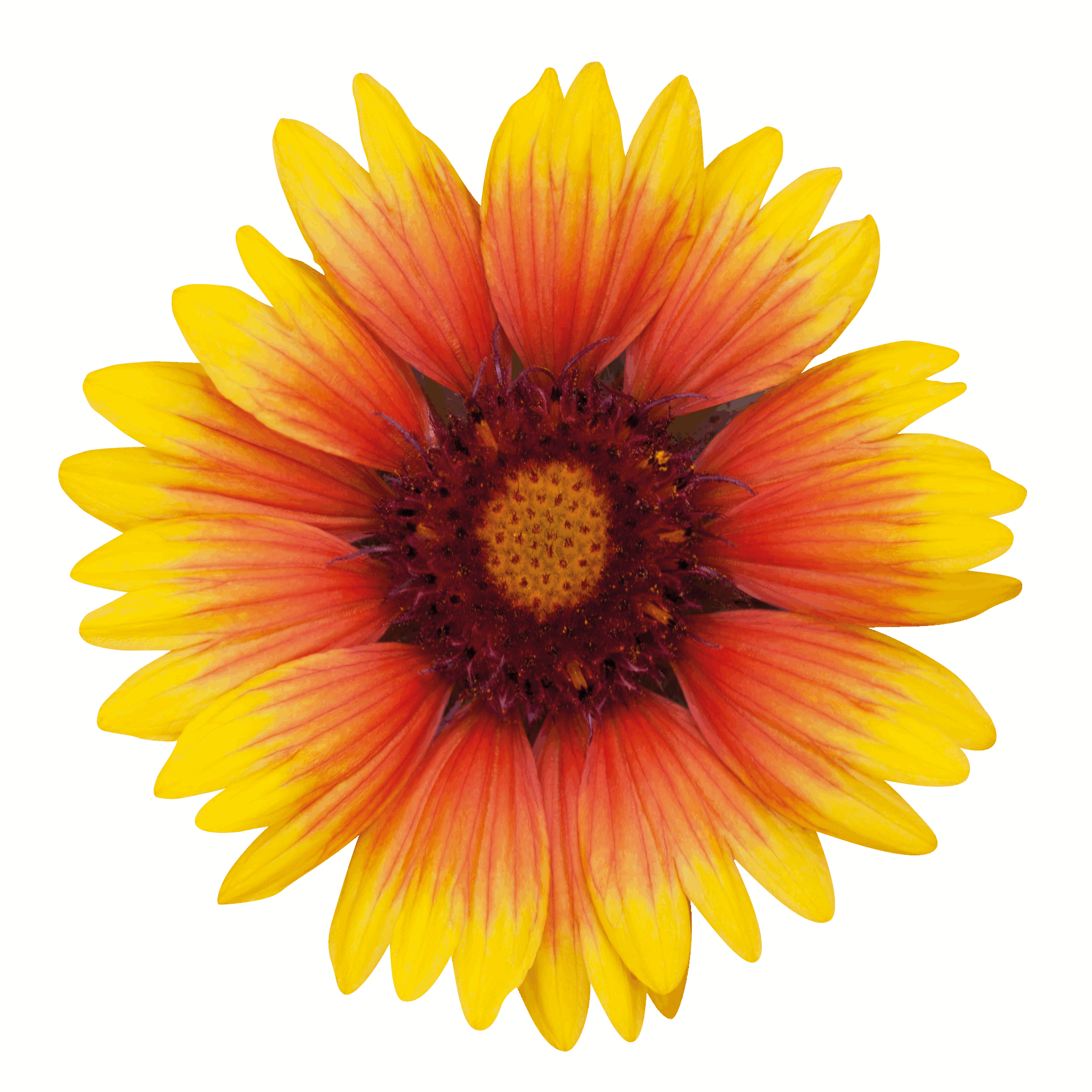 Fashion - Barton Grange Garden Centre