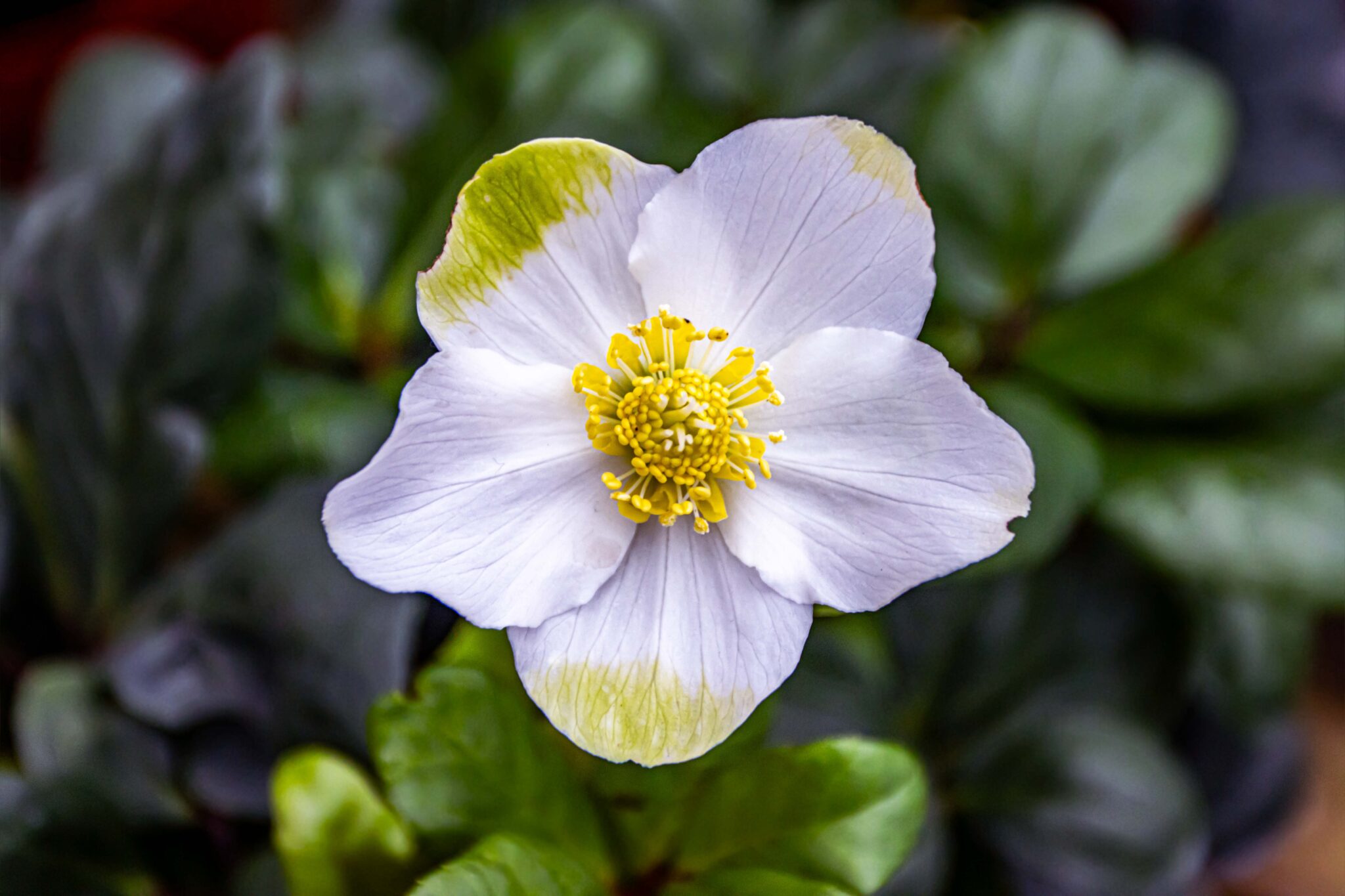 Gardens - Barton Grange Garden Centre - Premium Seasonal Plants