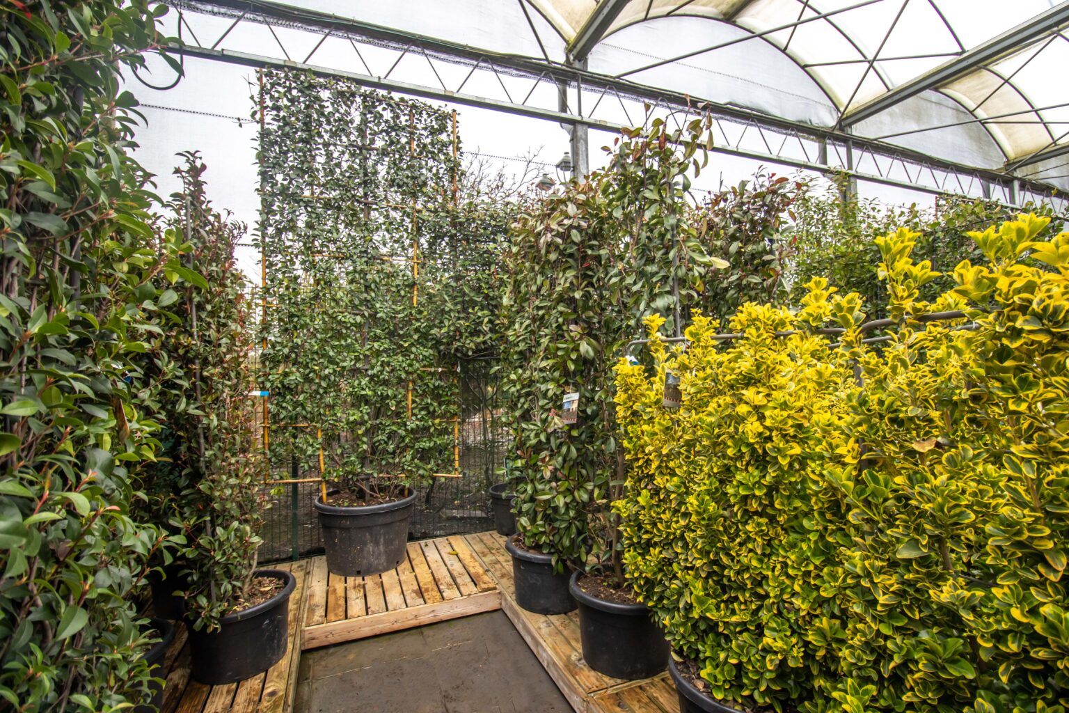 Planting a Privacy Screen - Barton Grange Garden Centre
