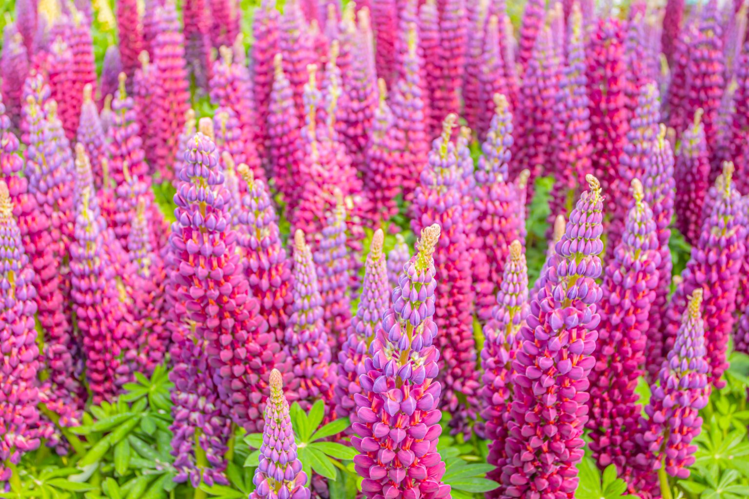 Gardens - Barton Grange Garden Centre - Premium Seasonal Plants